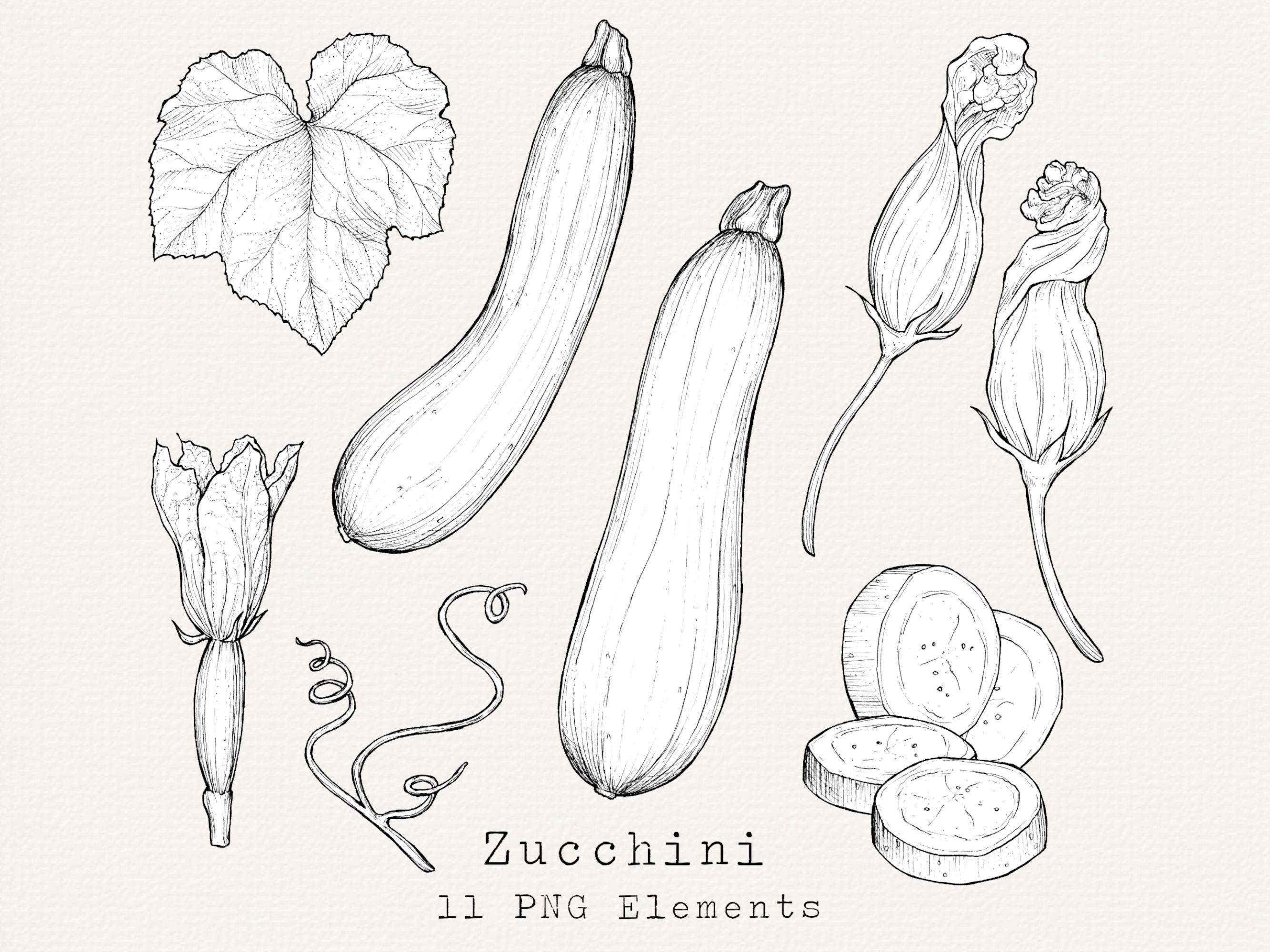 Zucchini Clip Art Zucchini Clipart Vector Images (over 300)