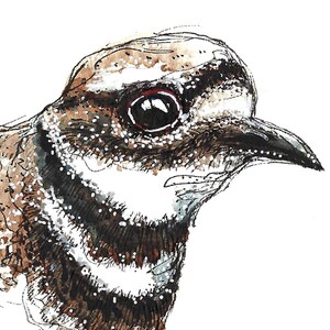 Killdeer, Digital Download Watercolor Bird, Canadian Bird Art ...