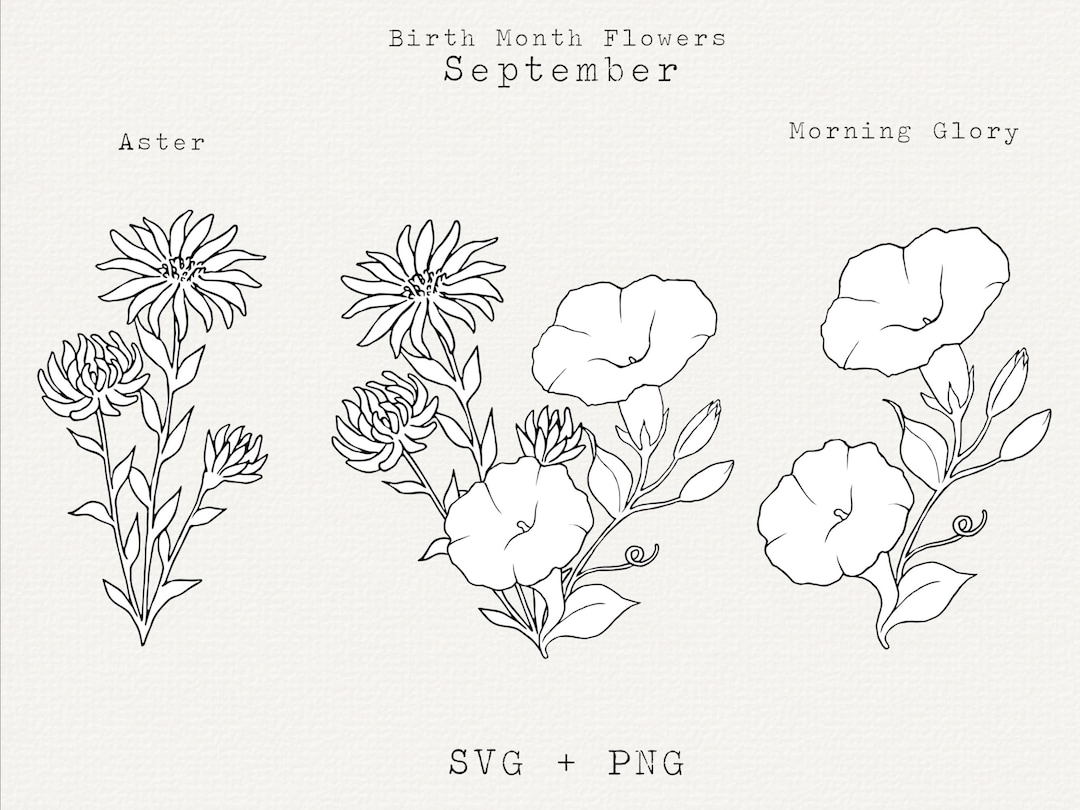 September Birth Flower SVG, Aster, Morning Glory Clipart (PNG, SVG) - Etsy