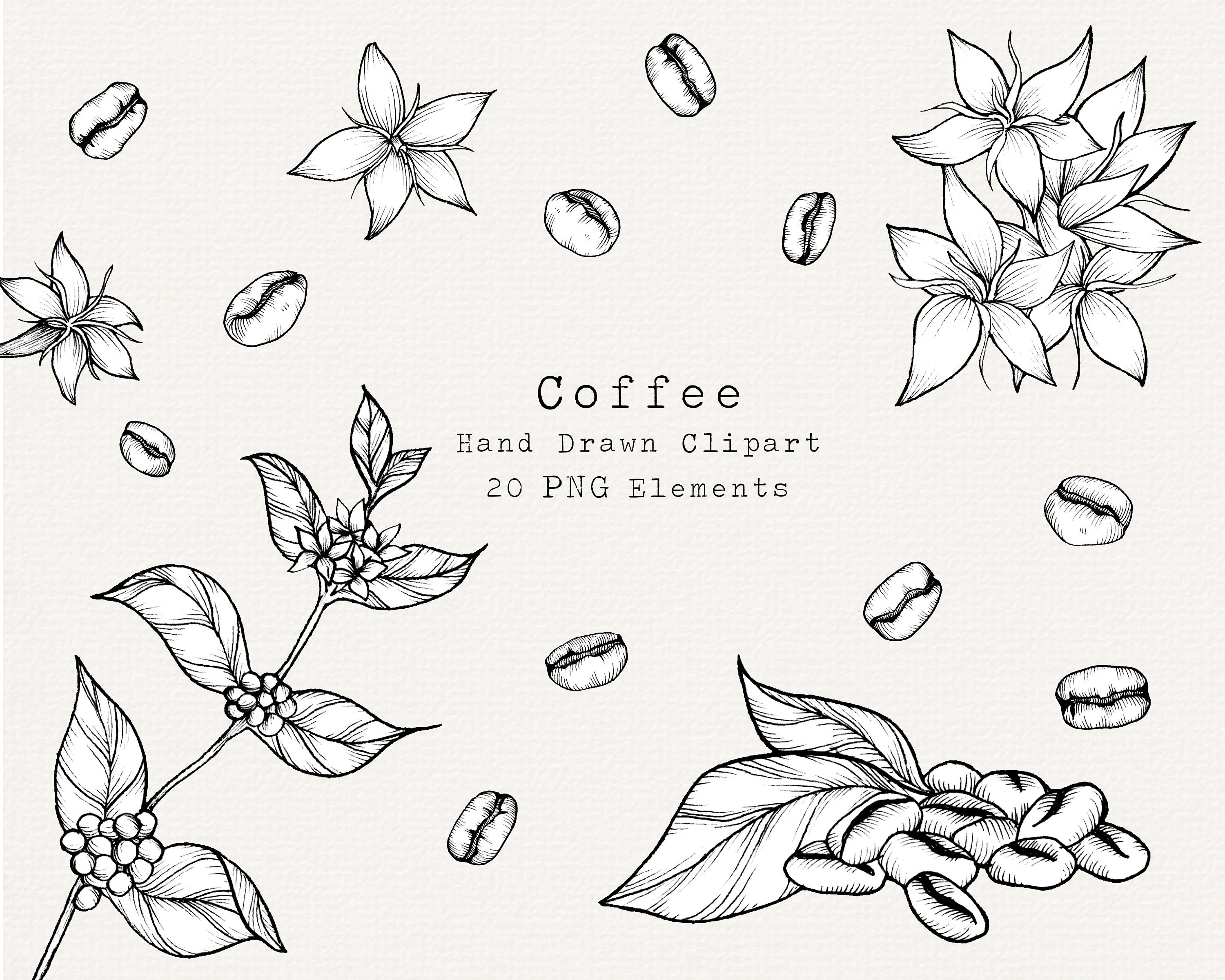 Coffee Plant PNG Clip Art Hand Drawn Illustration Coffee - Etsy