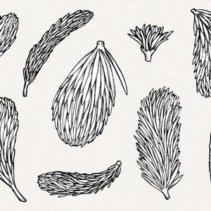 Spruce Tips PNG Clip Art, Hand Drawn Spruce Tip Illustration, Evergreen ...