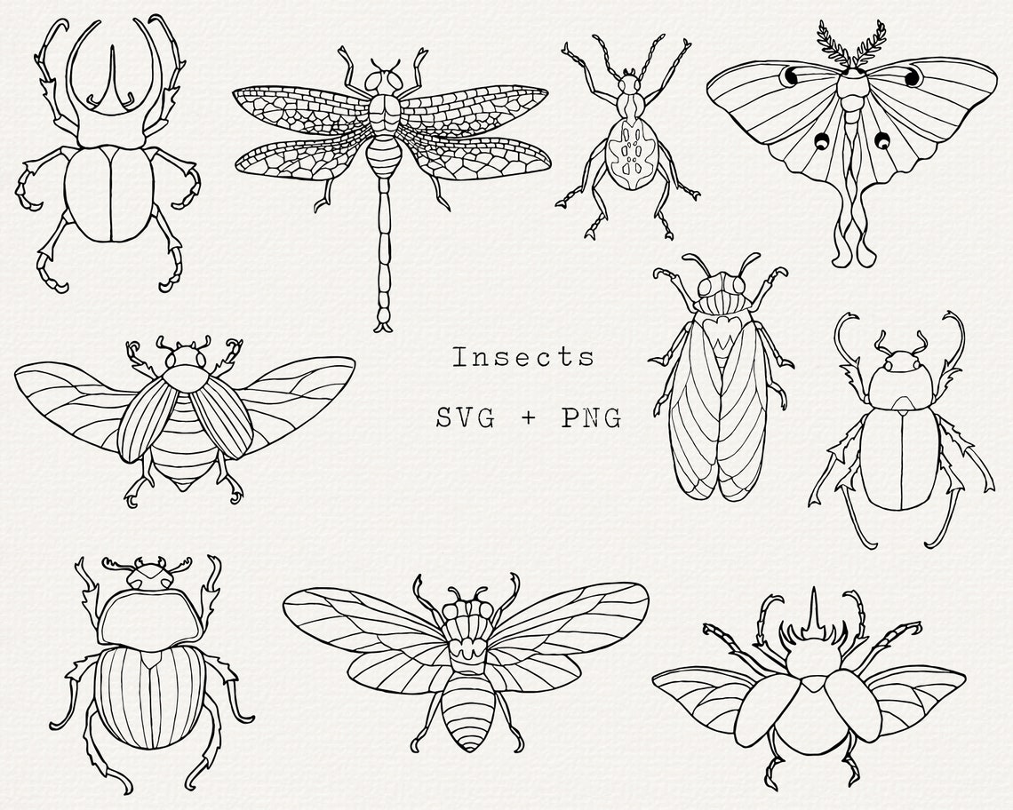 Insect SVG Insects SVG Bundle Insect Clipart Scarab Beetle | Etsy