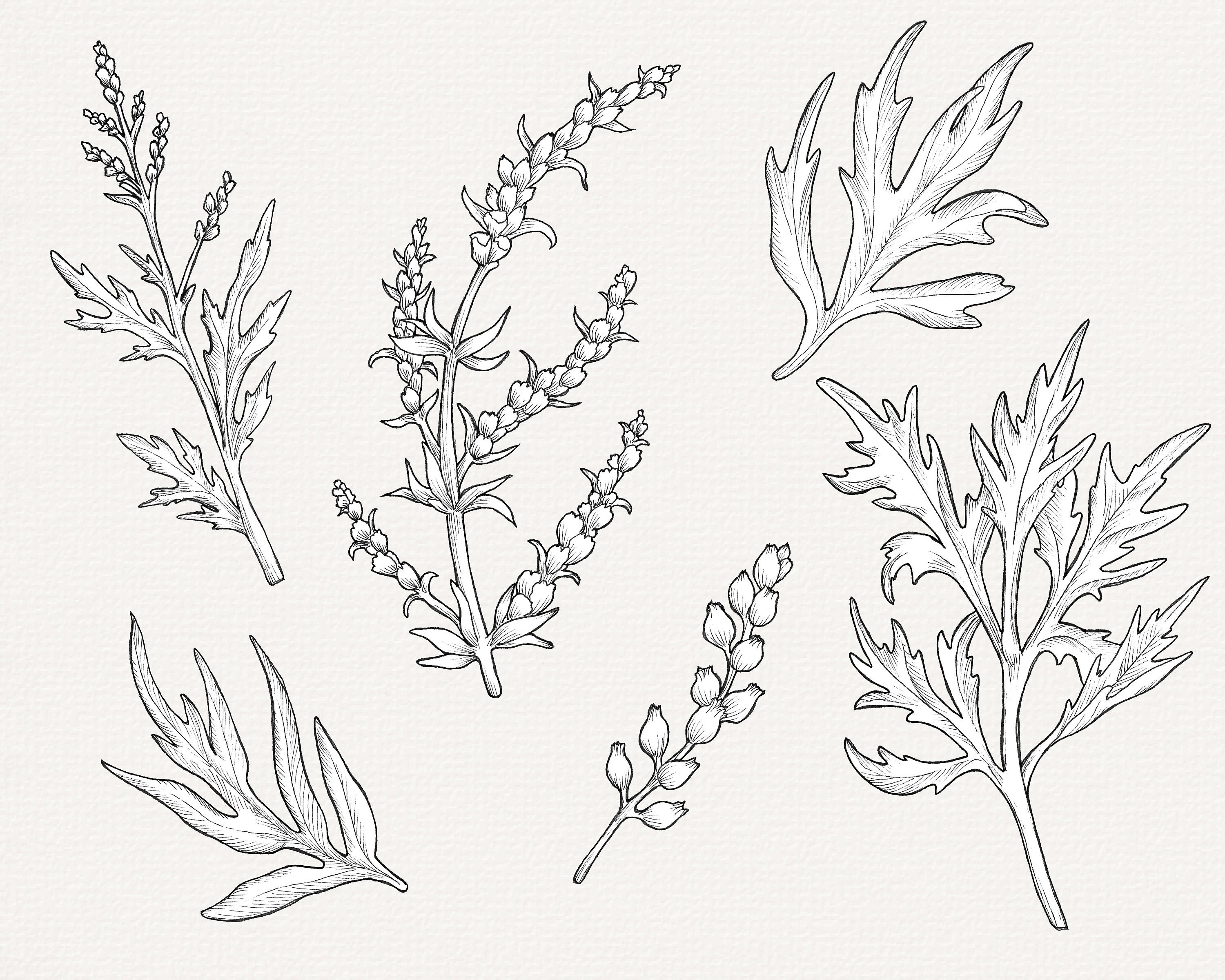 Sagebrush Clipart