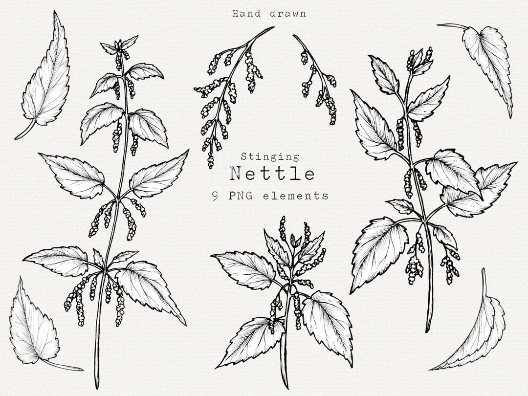 Stinging Nettle PNG Clip Art, Hand Drawn Urtica Dioica Plant ...