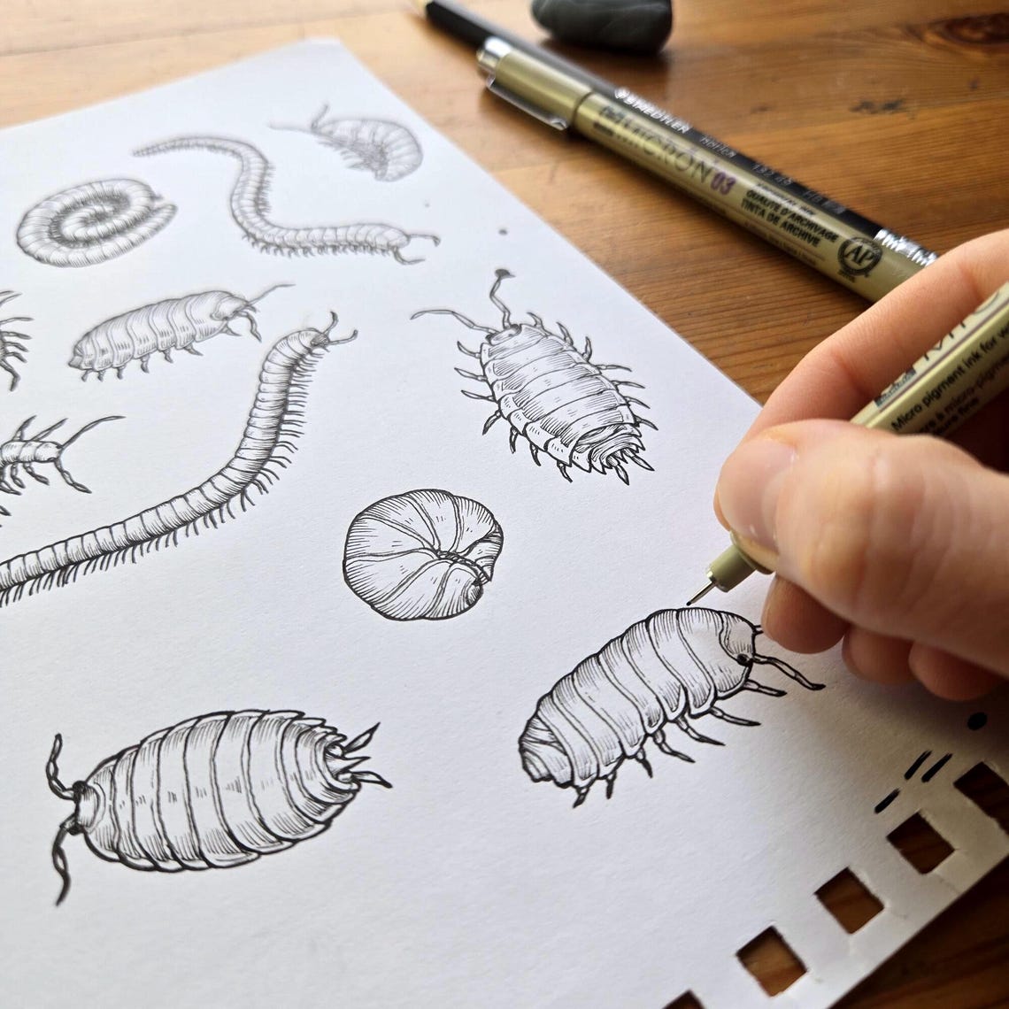 Isopods Millipedes Centipedes SVG PNG, Bug Clipart, Line Art ...