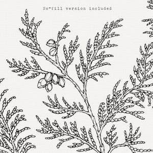 Cedar PNG Clip Art, Hand Drawn Cedar Tree Branch Illustration, Cedar ...