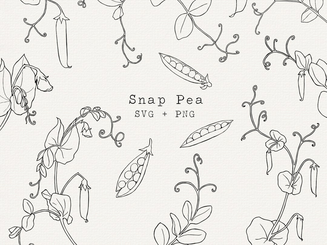 Snap Pea SVG Clip Art, Sweet Pea Illustration for Commercial Use ...