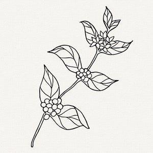 Coffee SVG Bundle, Commercial Use, Coffee Bean Vector, Coffee Plant ...