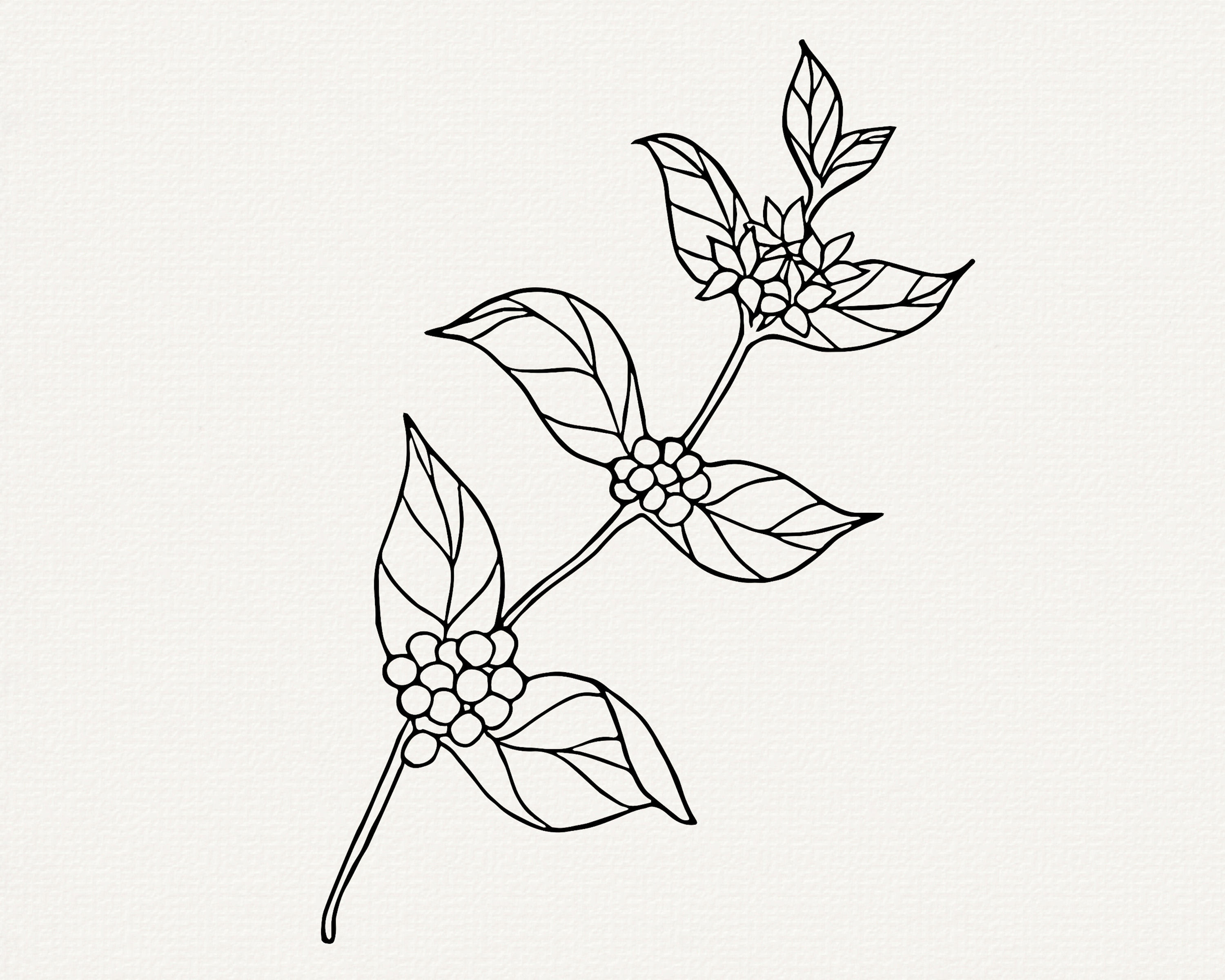 Coffee SVG Bundle Commercial Use Coffee Bean Vector Coffee - Etsy