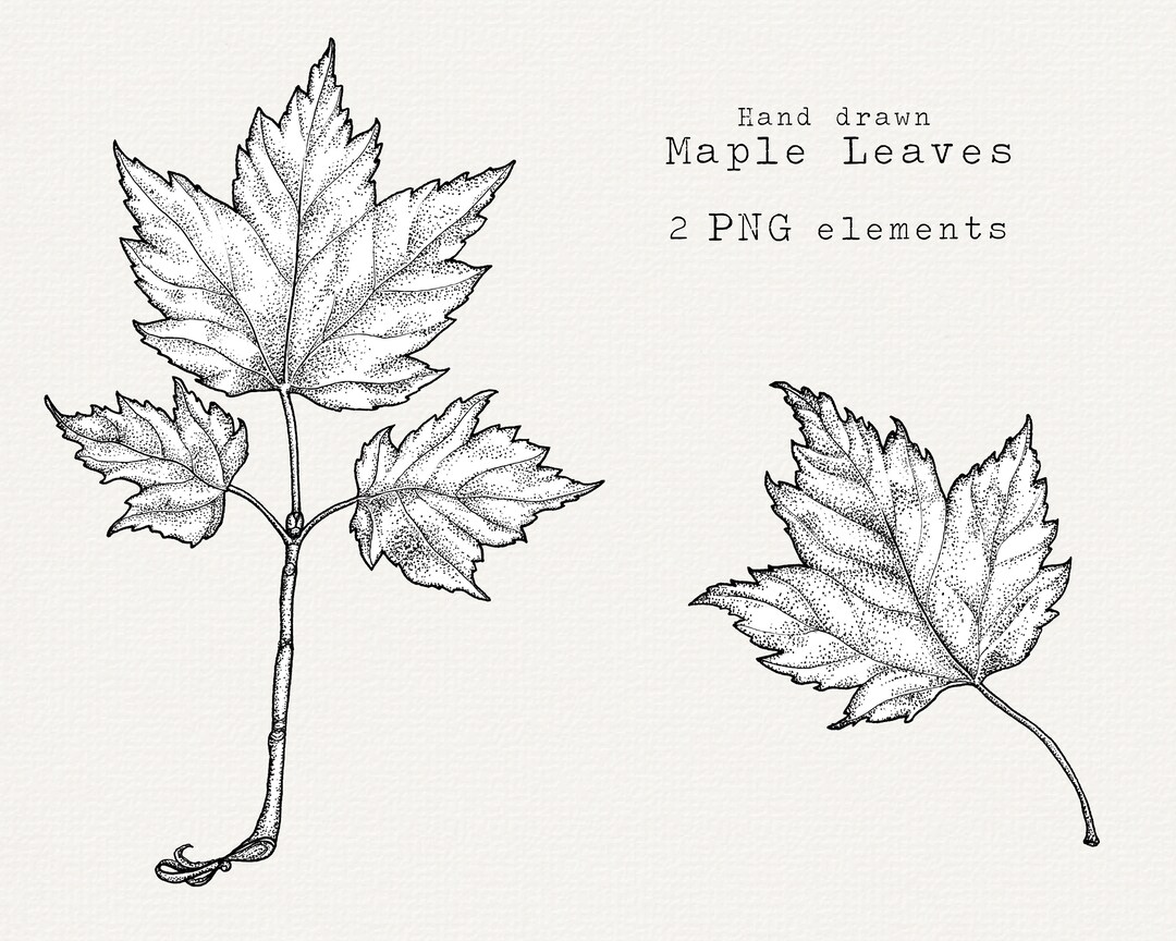 Maple Leaf Clip Art, Hand Drawn Maple Leaf PNG, Autumn Leaf ...