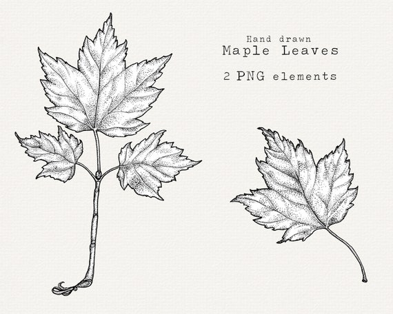 Fall Maple Leaf Drawing