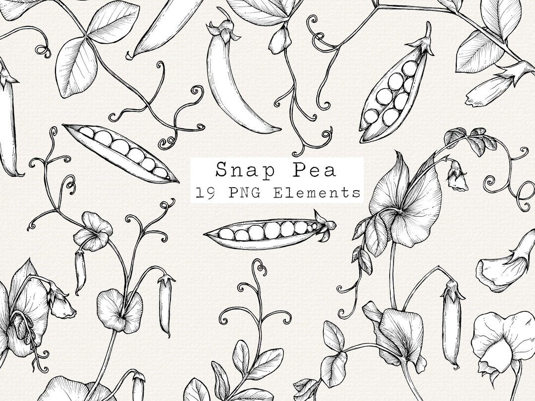 Snap Pea PNG Clip Art, Detailed Hand Drawn Pea Illustration, Vegetable ...