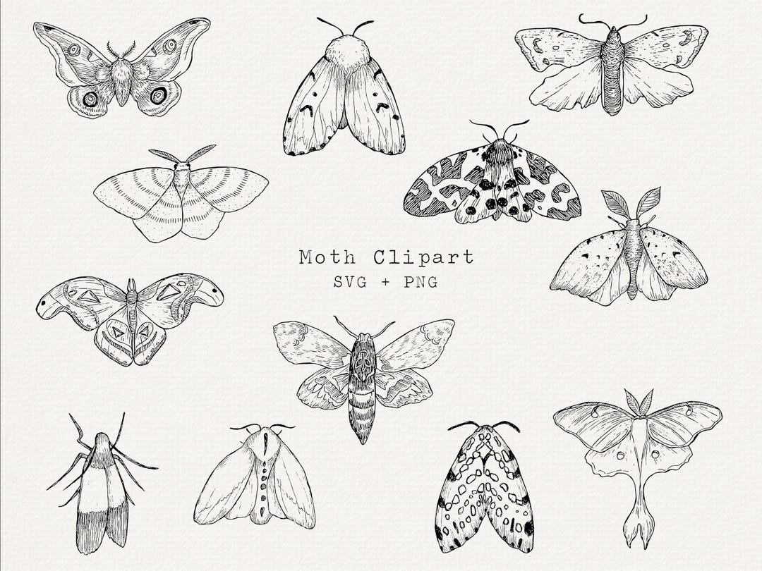 Moth SVG, Moths Clipart, Moth SVG Bundle, Moth Line Drawing, Cut File ...