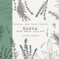 Dried Herbs Clipart,watercolor Herbs,hanging Herbs Png,culinary Herbs ...