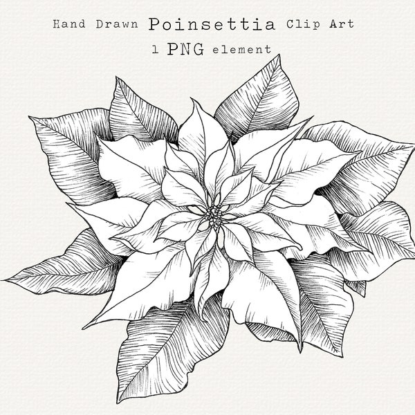 Poinsettia Clip Art - Etsy