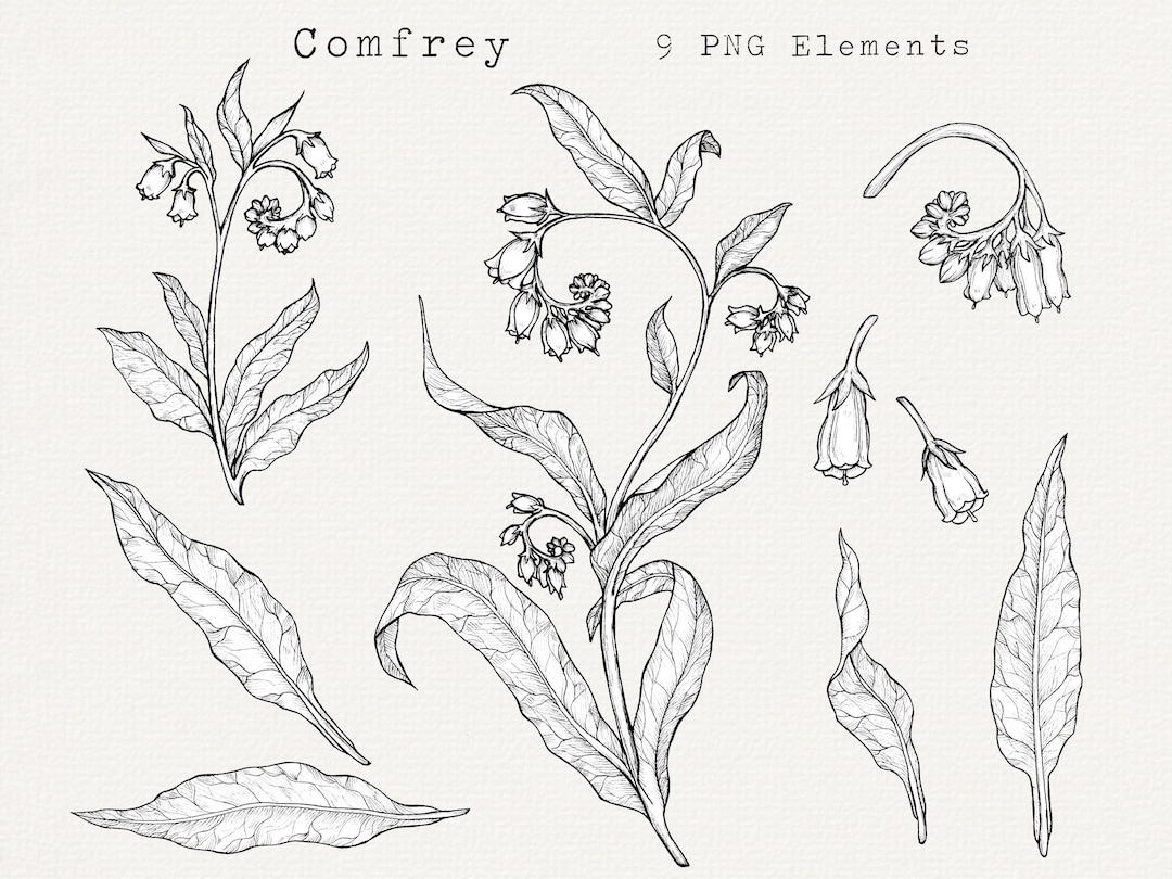 Comfrey PNG Clip Art, Hand Drawn Comfrey Illustration, Medicinal Plant ...