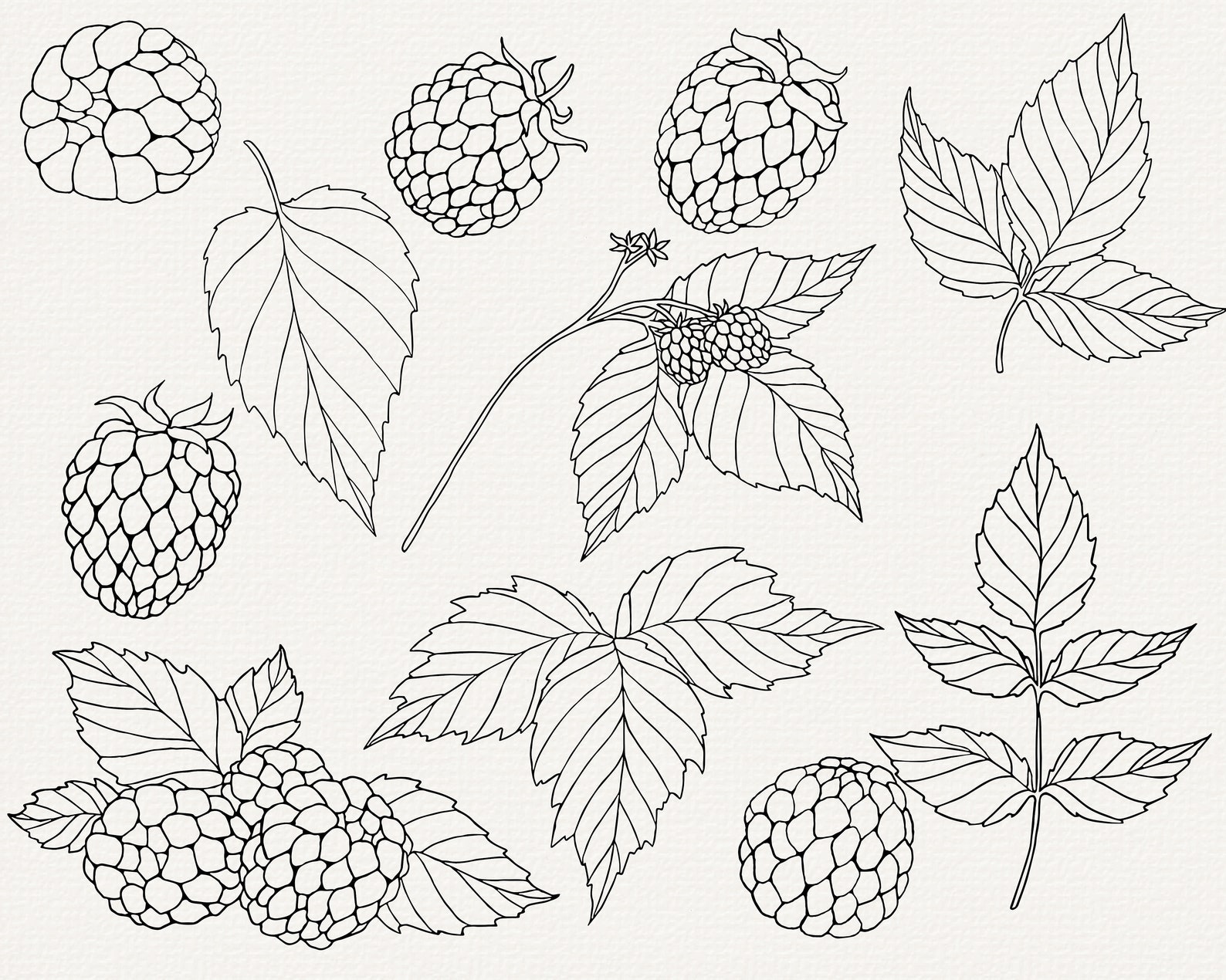 Raspberry SVG for Commercial Use Hand Drawn Raspberry Vector - Etsy