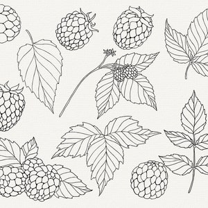 Raspberry SVG for Commercial Use, Hand Drawn Raspberry Vector ...