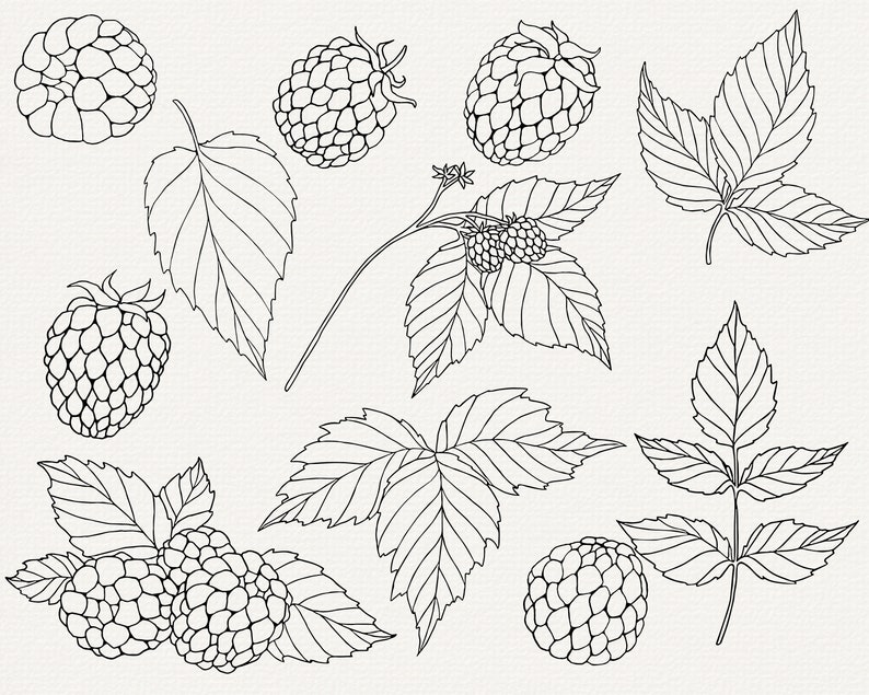 Raspberry SVG for Commercial Use Hand Drawn Raspberry Vector - Etsy