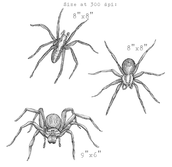 Spider Drawings