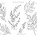 Mugwort Botanical Line Art, Hand Drawn Clip Art (digital Download) - Etsy