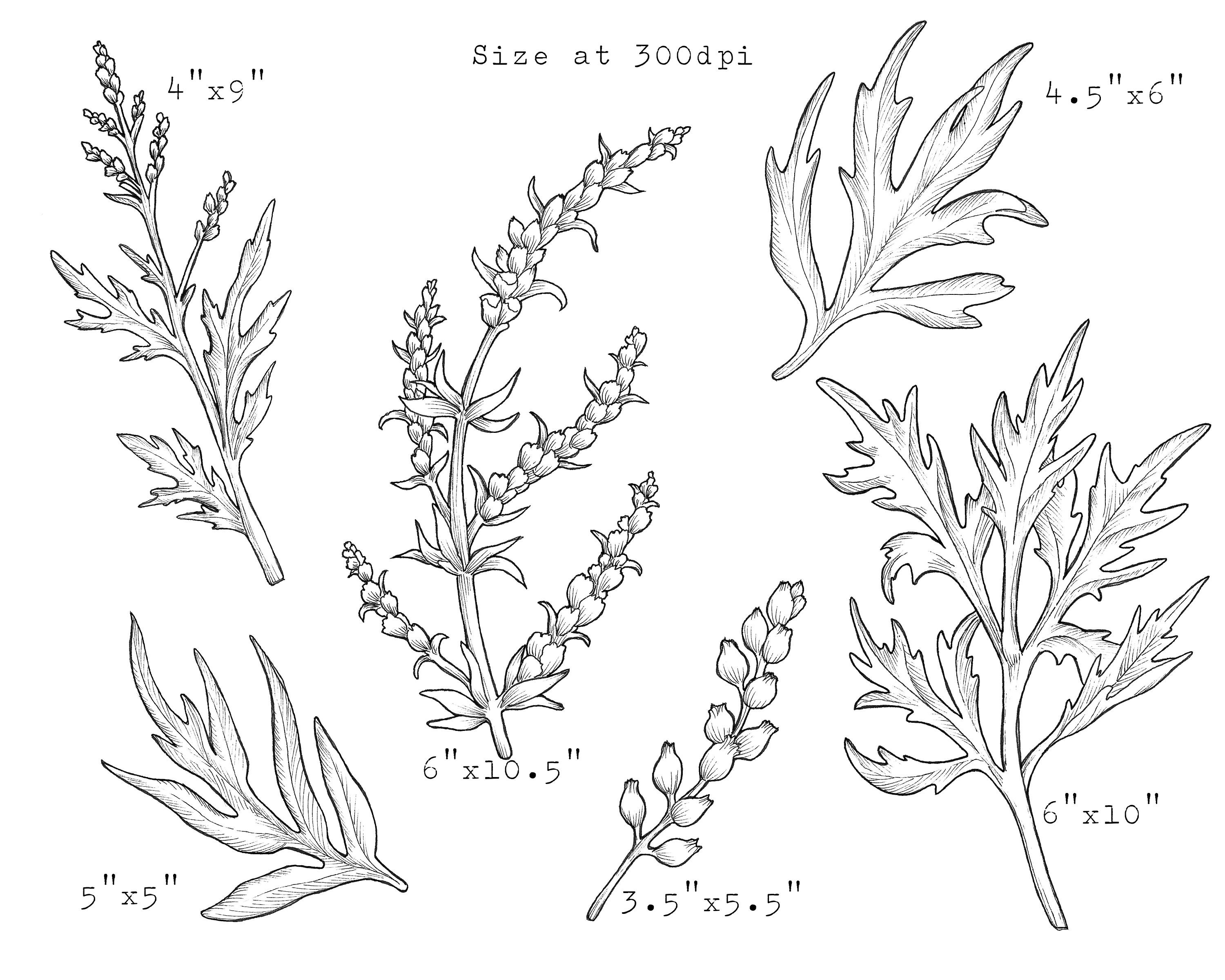 Mugwort Botanical Line Art, Hand Drawn Clip Art (digital Download) - Etsy
