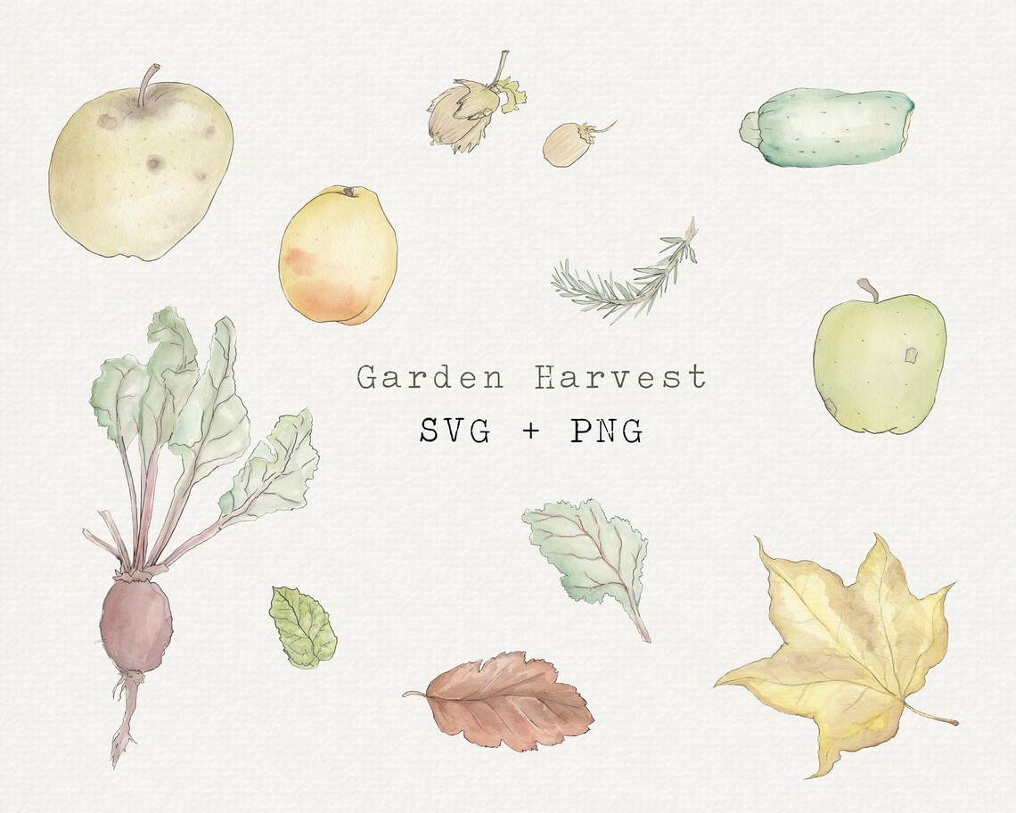 Garden Harvest Clipart Watercolor Vegetable Clipart - Etsy