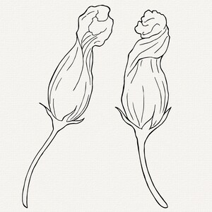 Zucchini SVG Bundle, Illustration for Commercial Use, Cut File for ...