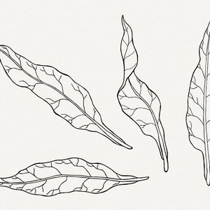 Comfrey SVG, Comfrey Clip Art, Herb Illustration, Botanical Line Art ...