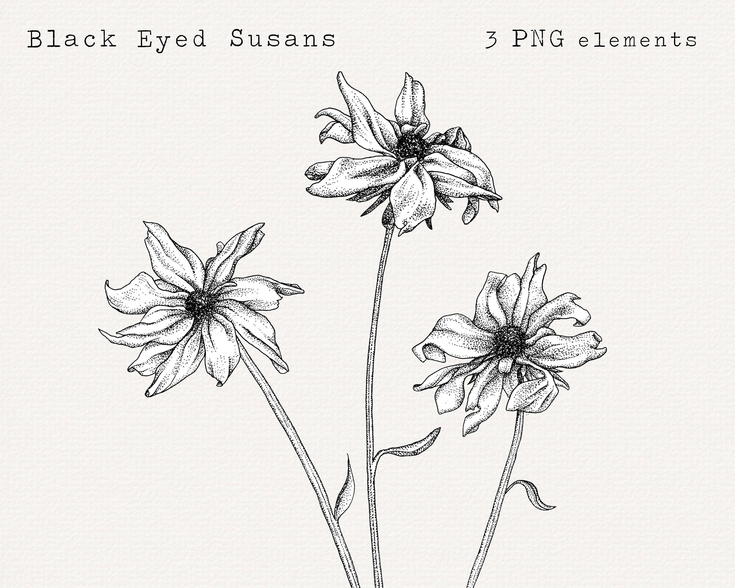 Black Eyed Susan Floral Illustration Floral PNG Clip Art Pen - Etsy ...