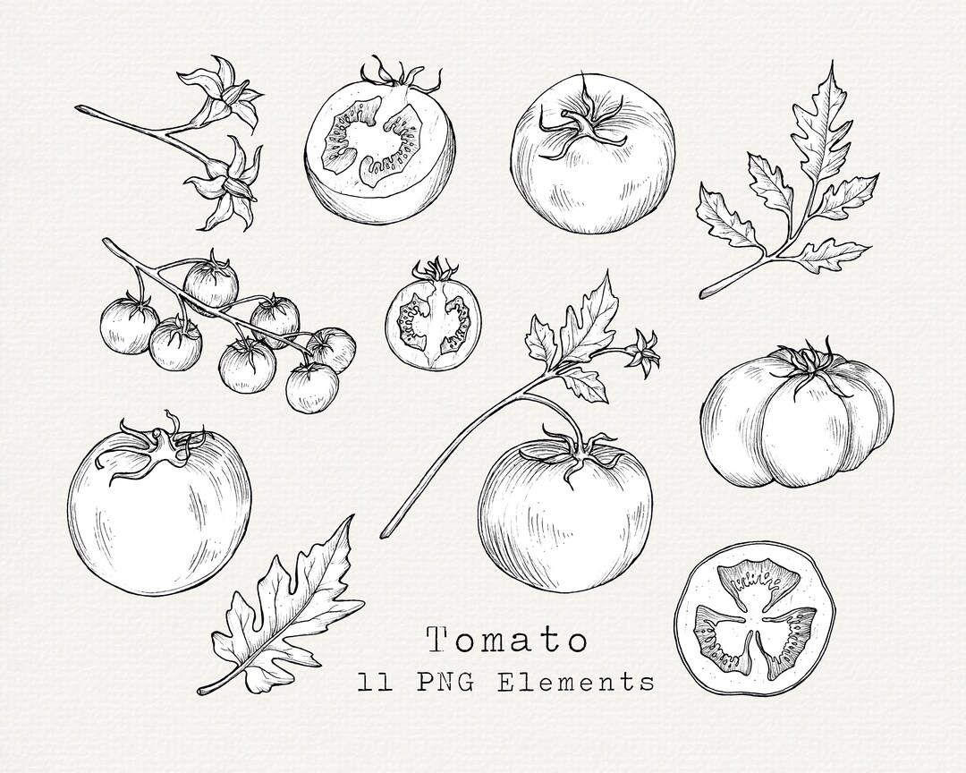 Tomato PNG Clip Art, Hand Drawn Tomatoes Illustration, Vintage Style ...