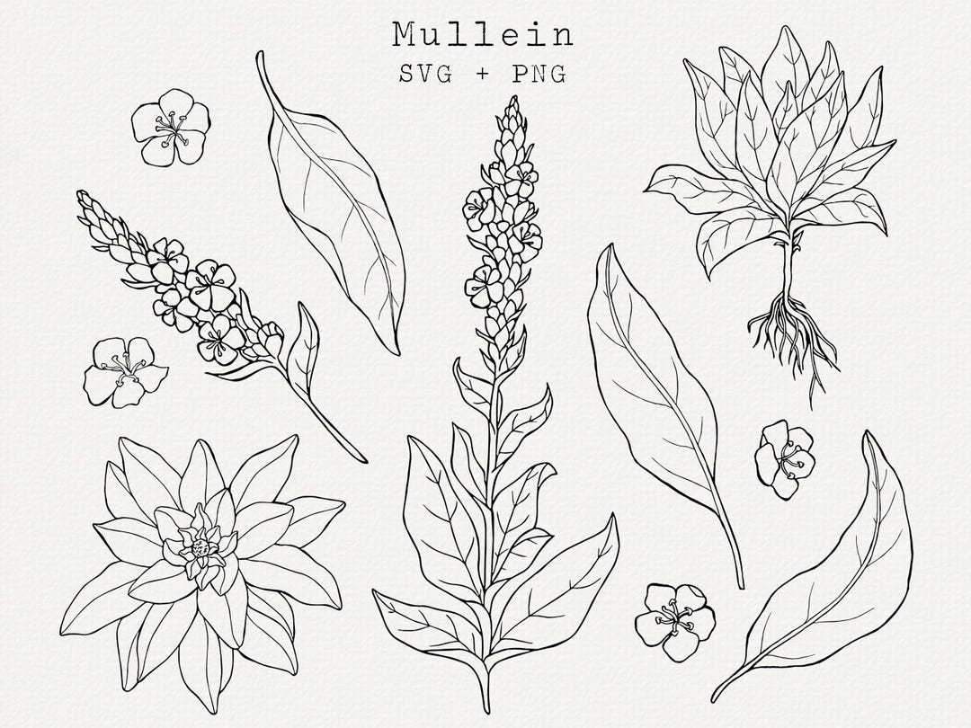 Mullein SVG, Mullein Plant Clip Art, Mullein Herb Illustration ...