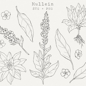 Mullein SVG, Mullein Plant Clip Art, Mullein Herb Illustration ...