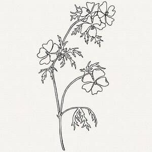 Musk Mallow SVG, Mallow Clip Art Illustration, Vector Line Art, Wild ...