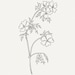 Musk Mallow SVG, Mallow Clip Art Illustration, Vector Line Art, Wild ...