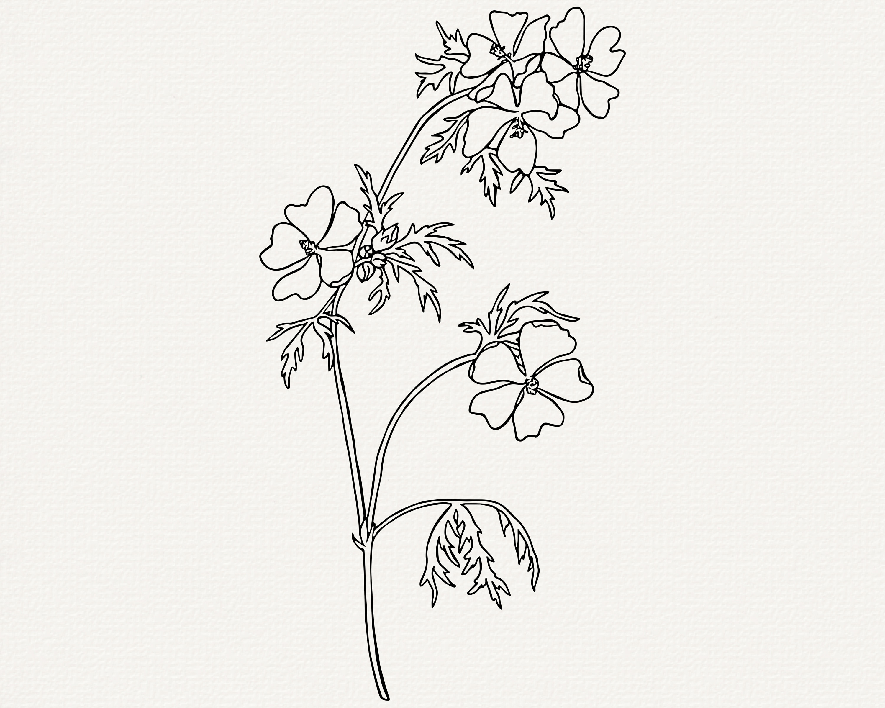 Musk Mallow SVG, Mallow Clip Art Illustration, Vector Line Art, Wild ...