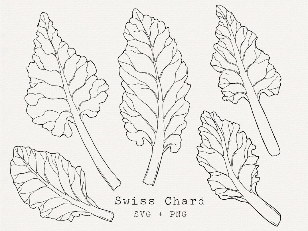 Swiss Chard SVG Set, Illustration for Commercial Use, Cut File for ...