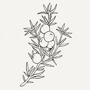 Juniper SVG, Juniper Sprig Clip Art, Juniper Berries Line Art, Cricut ...