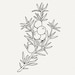 Juniper SVG, Juniper Sprig Clip Art, Juniper Berries Line Art, Cricut ...
