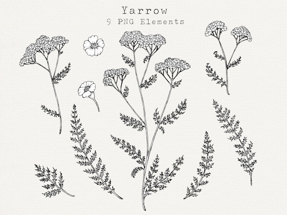 Yarrow Drawing