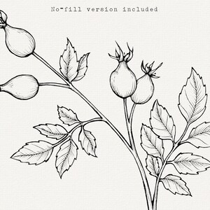 Rose Hip PNG Clip Art, Hand Drawn Rose Hips, Rosehips Illustration for ...