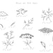 Cumin PNG Clip Art, Hand Drawn Cumin Line Art for Commercial Use, Spice ...