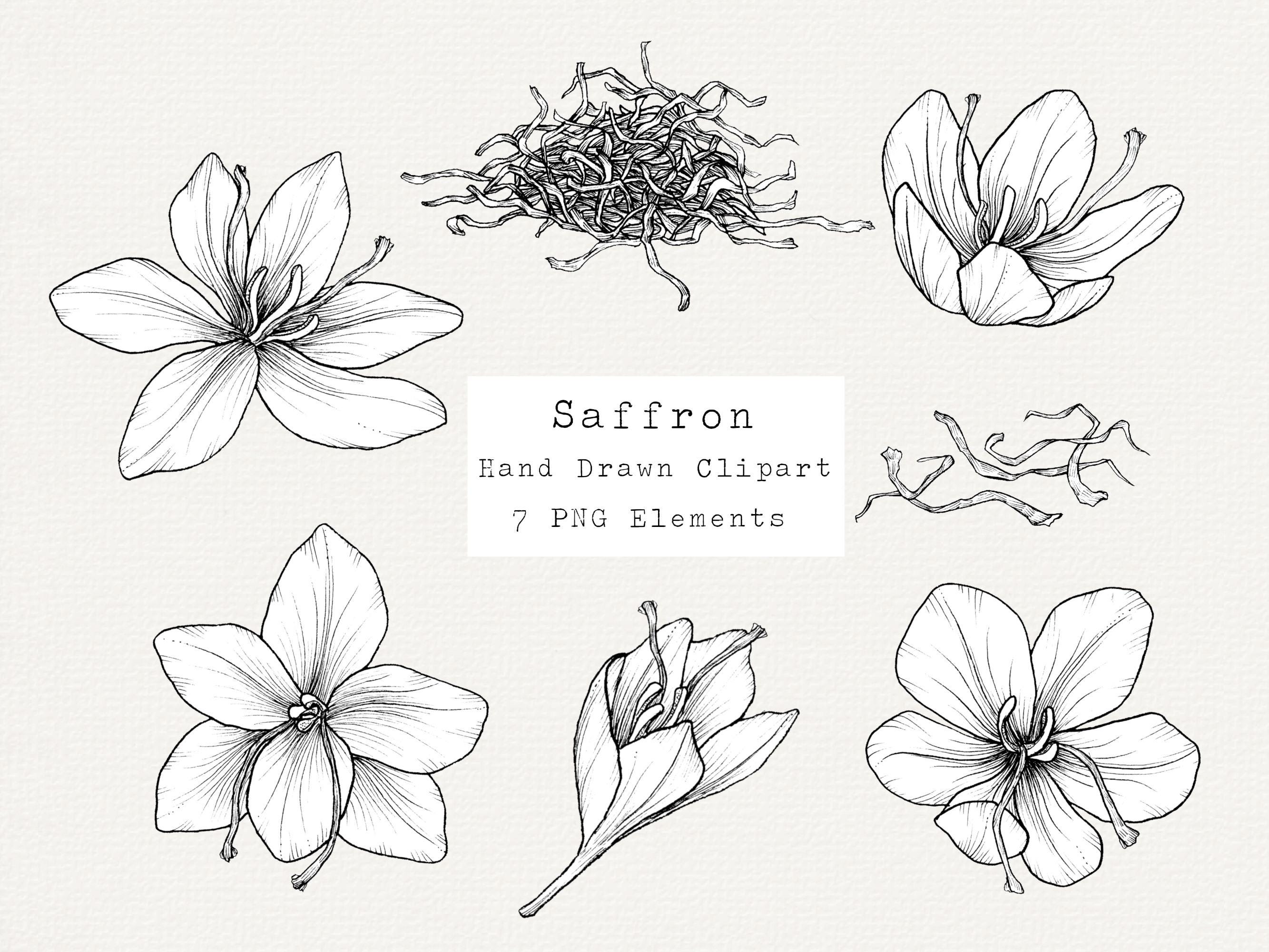 Saffron Flower Clipart, Hand Drawn Floral Illustration, Botanical Line ...