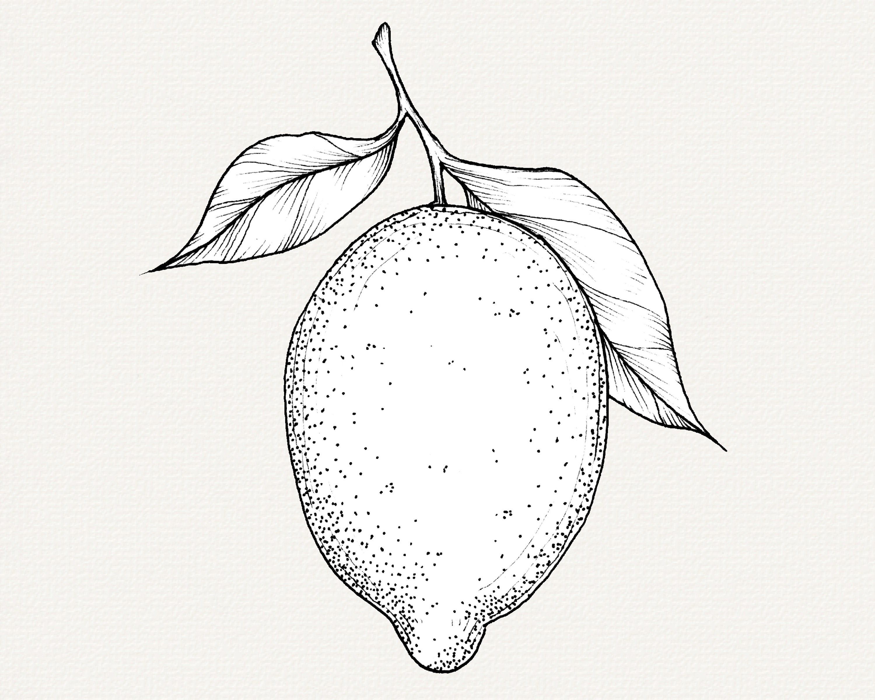 Lemon PNG Clip Art Hand Drawn Illustration Citrus Line Art - Etsy Australia