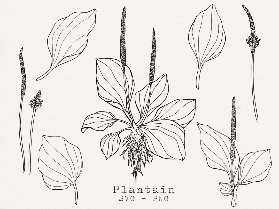 Plantain Botanical Line Art - SVG & PNG Clipart Graphics - Etsy