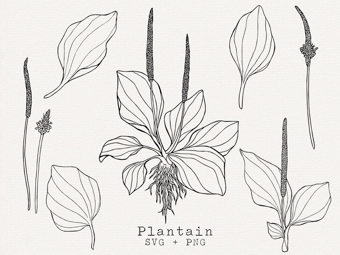 Plantain SVG, Plantain Herb Clip Art, Herbal Remedies Line Art, Wild ...