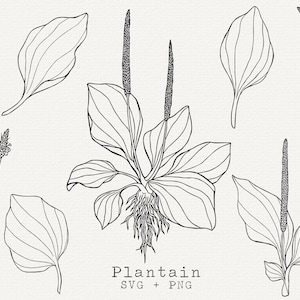 Plantain SVG, Plantain Herb Clip Art, Herbal Remedies Line Art, Wild ...