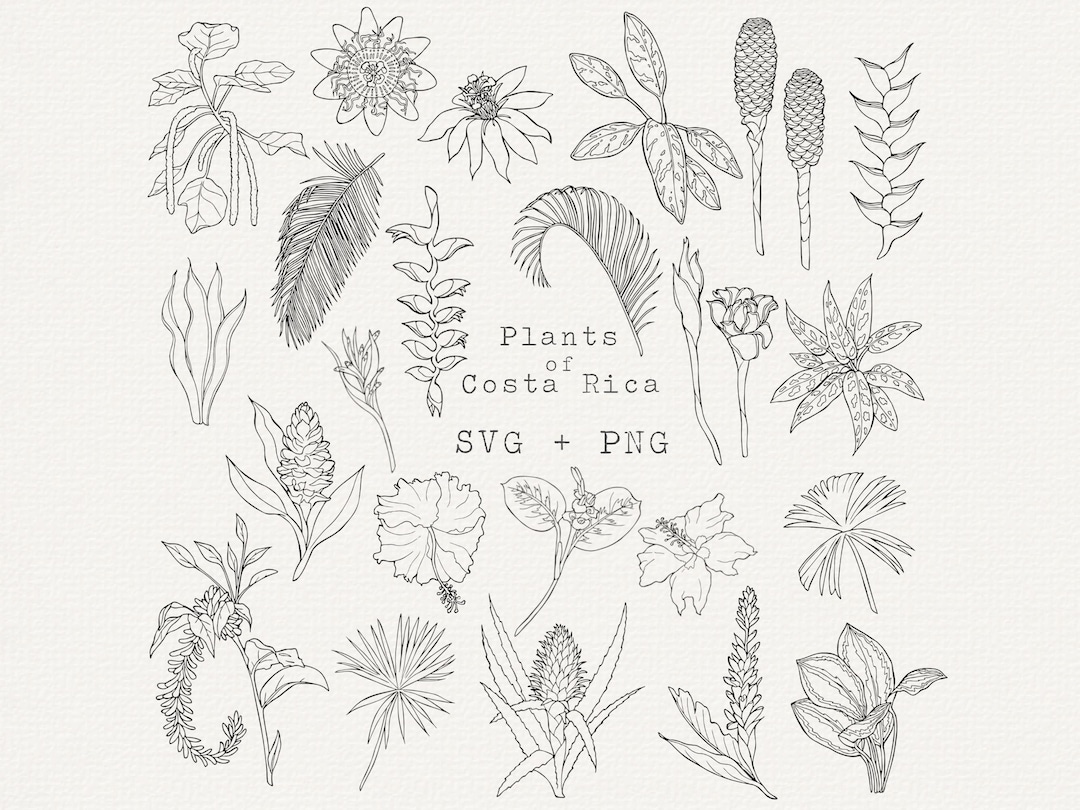 Plants of Costa Rica SVG Clip Art, Hand Drawn Tropical Flowers and ...
