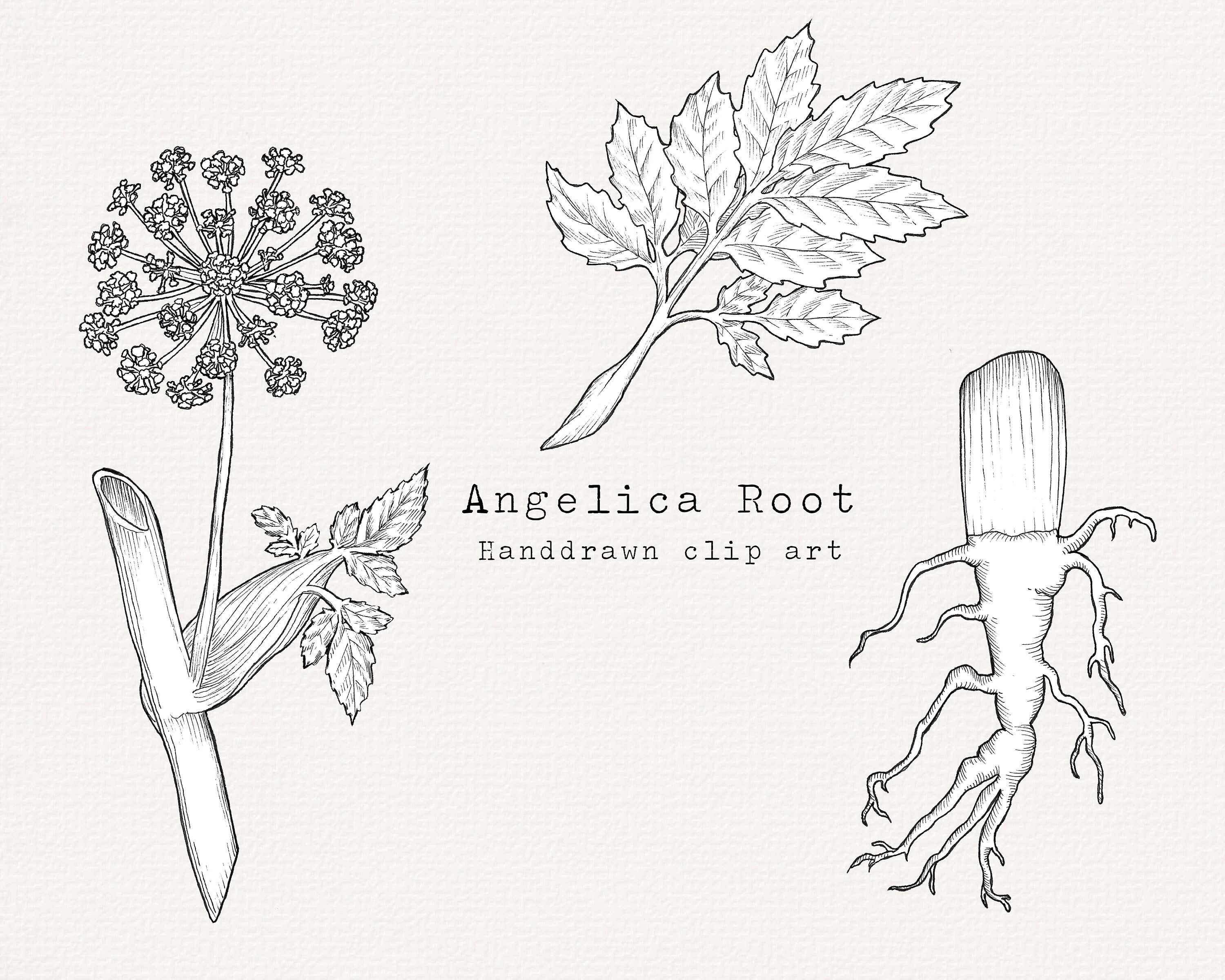 Angelica Root Art