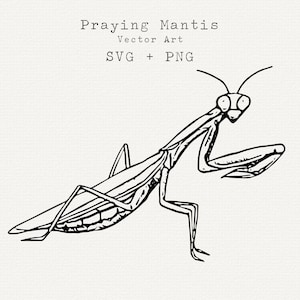 Praying Mantis SVG, Insect SVG, Bug SVG, Hand Drawn Vector Art, Cut ...